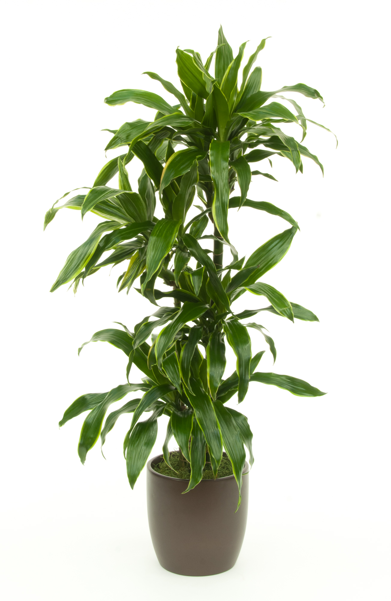 Dracaena_Pele_C_B_02gal – Plantscapes