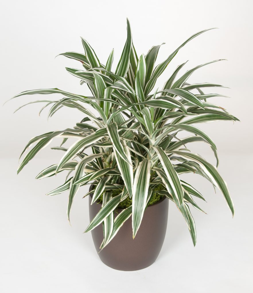 Dracaena_Warneckii_TIP_08in – Plantscapes