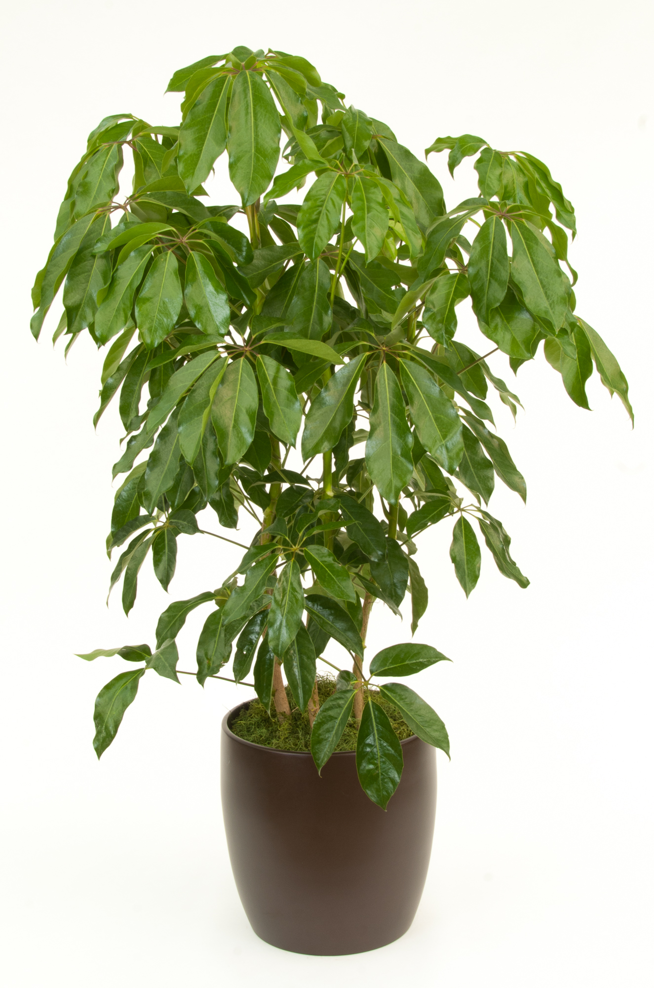 Plants for Medium Light – Plantscapes